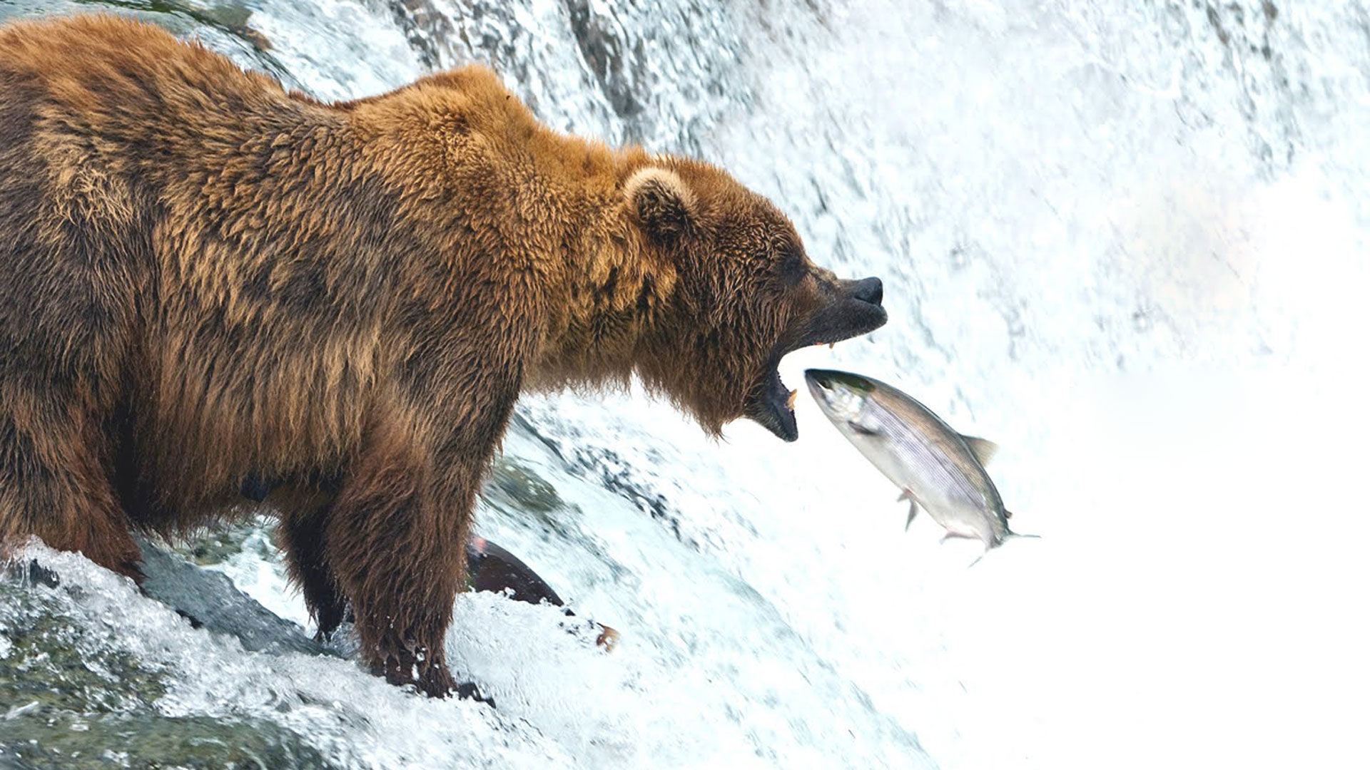 bears_at_falls | Ekwok Alaska